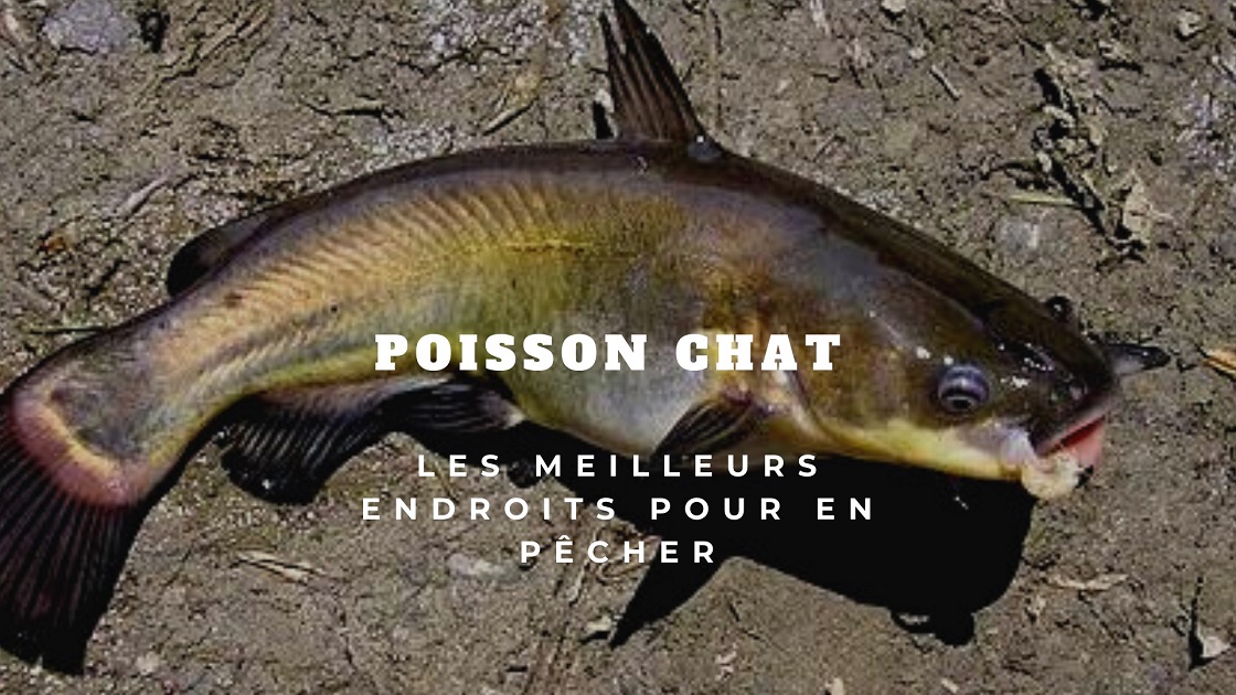 Poisson chat : A quels endroits pêcher ce poisson